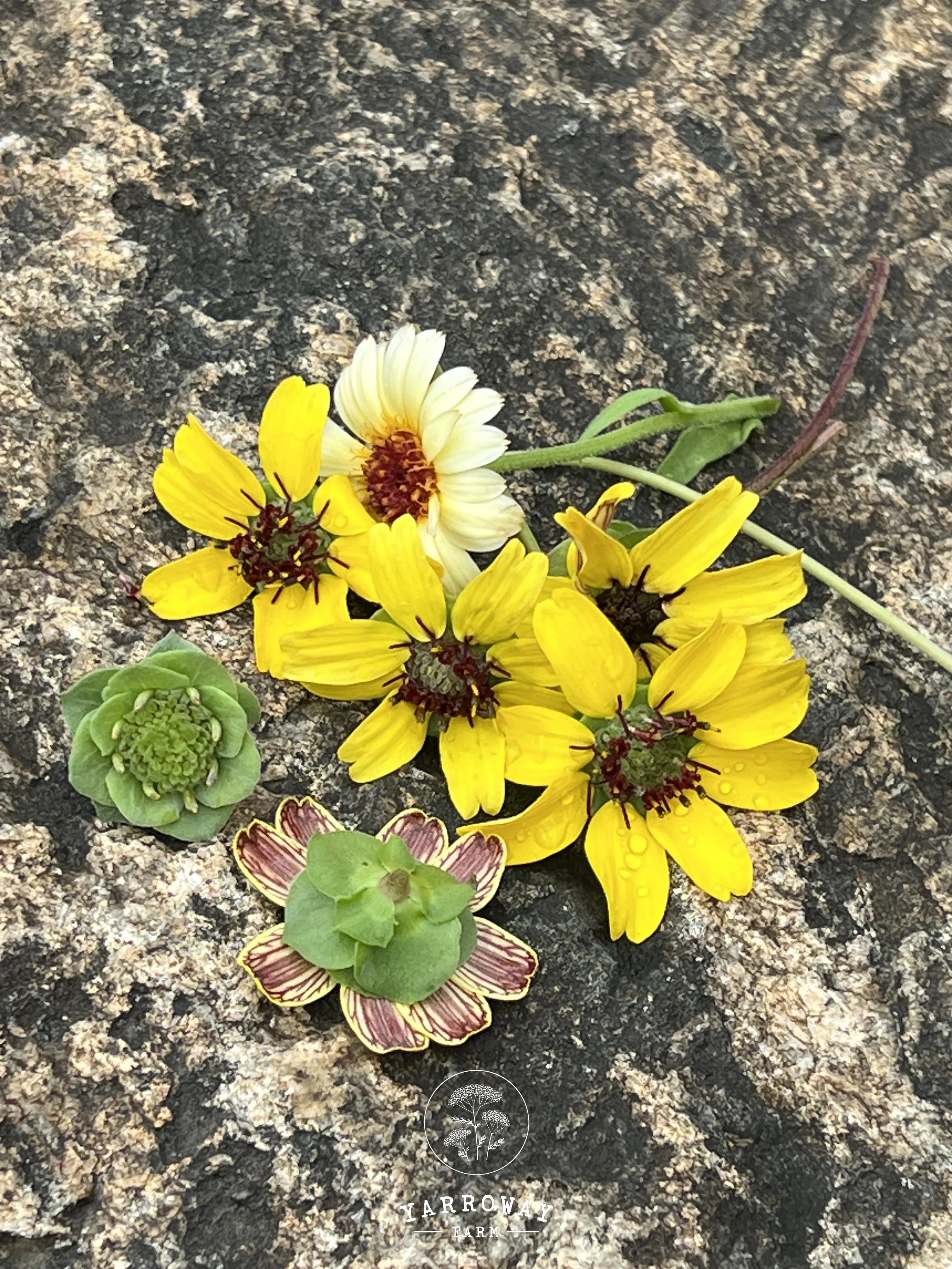 PERENNIALS – Yarroway Farm