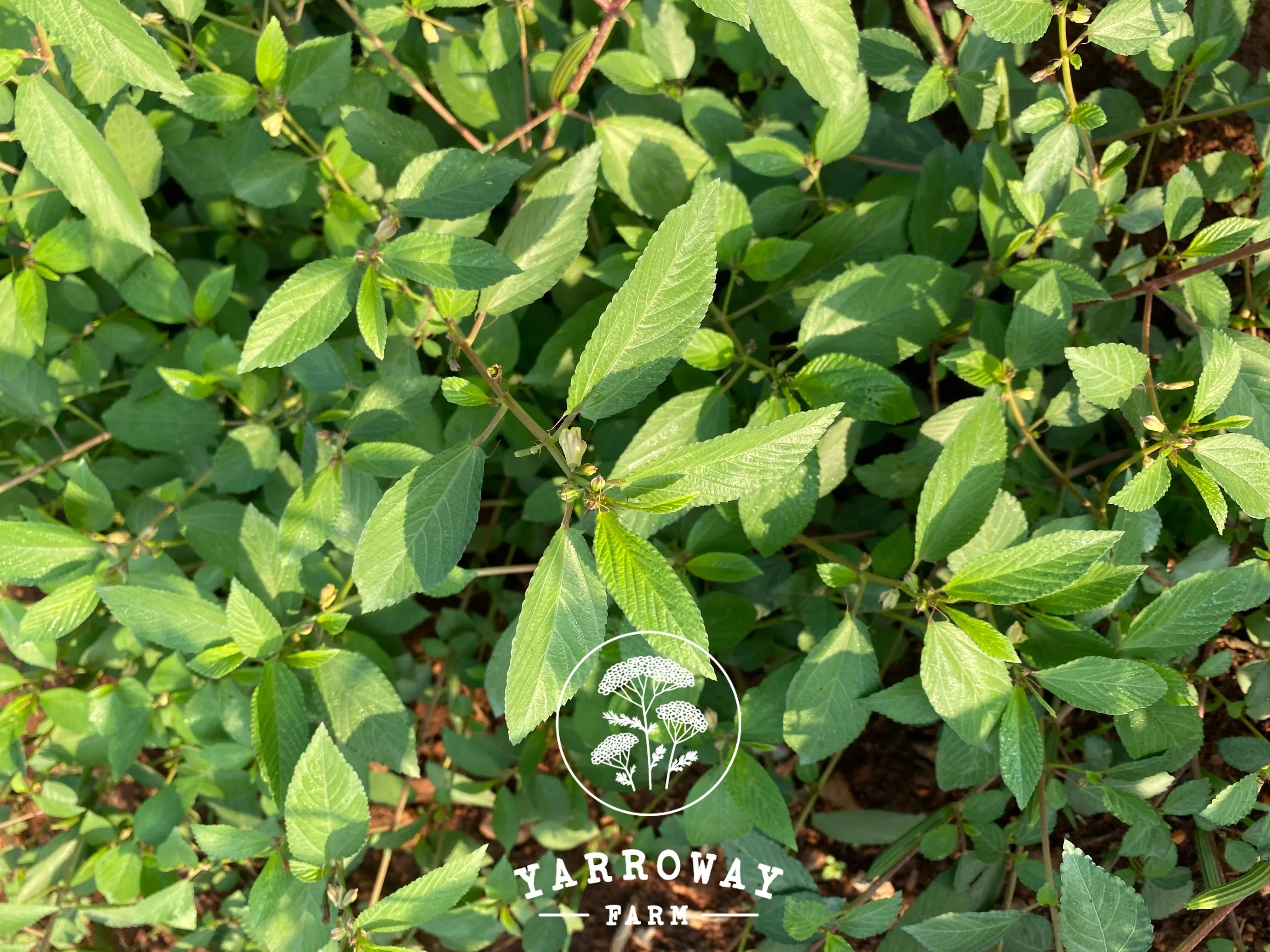 GREENS – Yarroway Farm