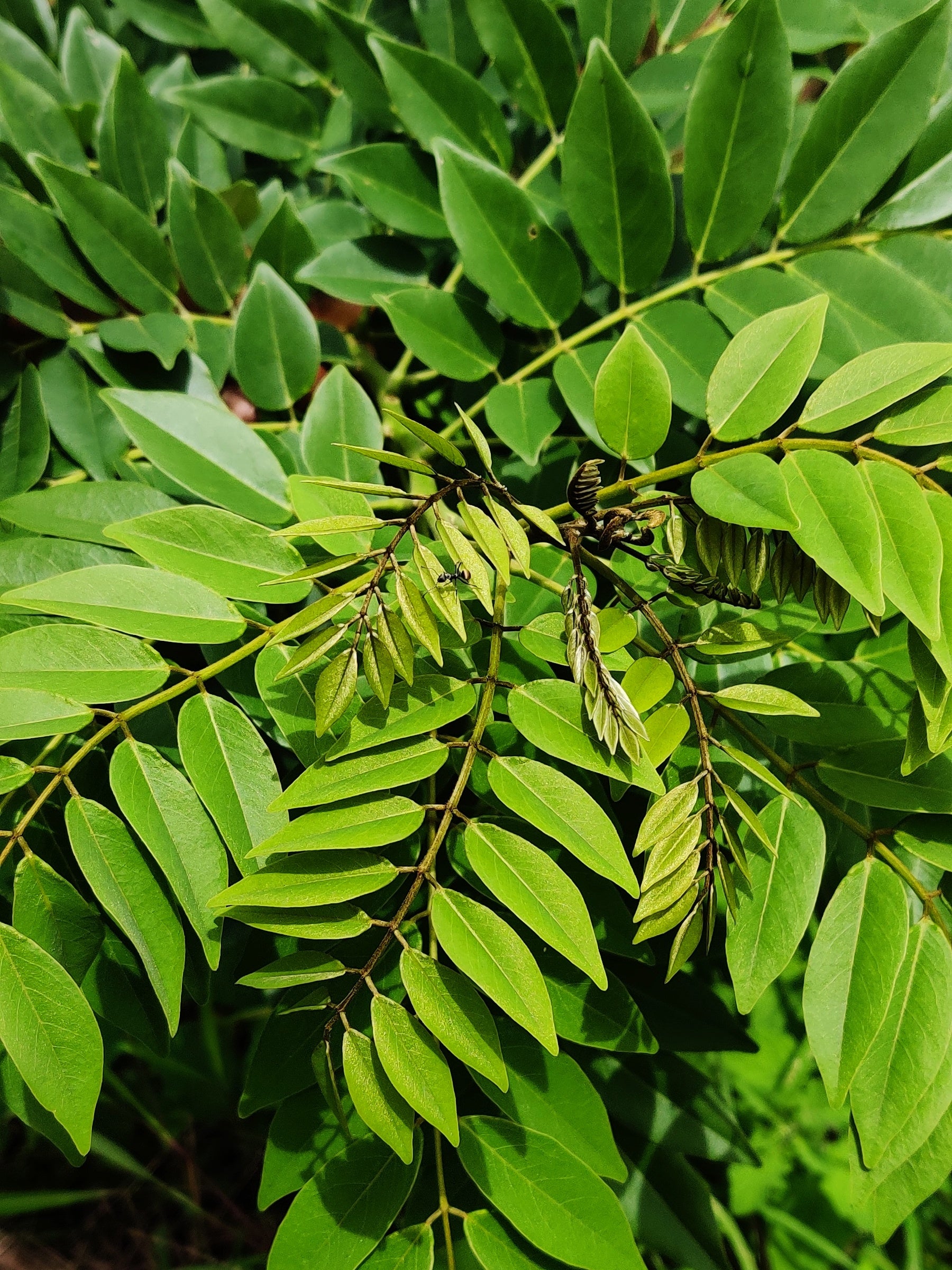 TREES & SHRUBS – Yarroway Farm