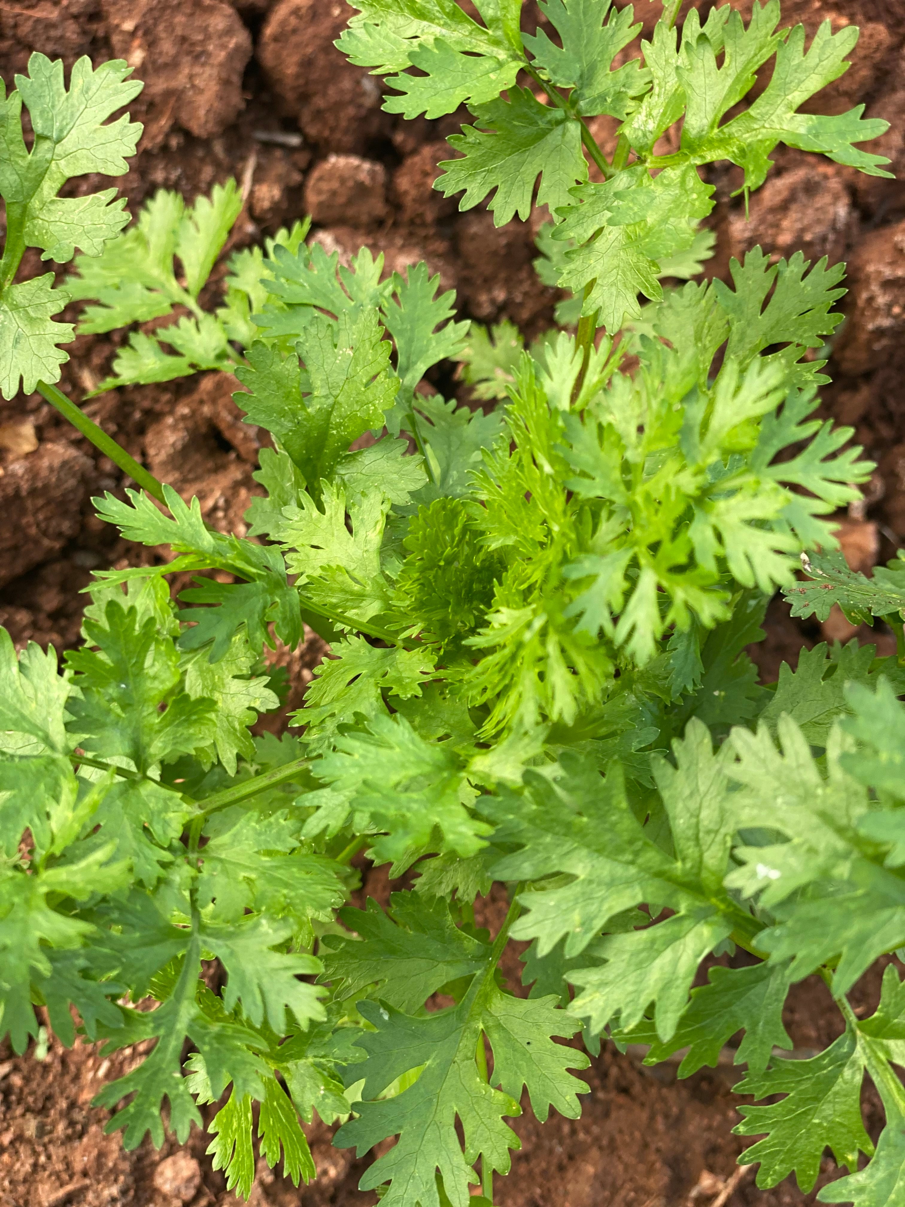 HERBS – Yarroway Farm