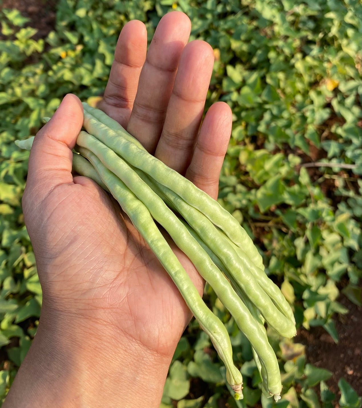 ON SALE – Yarroway Farm