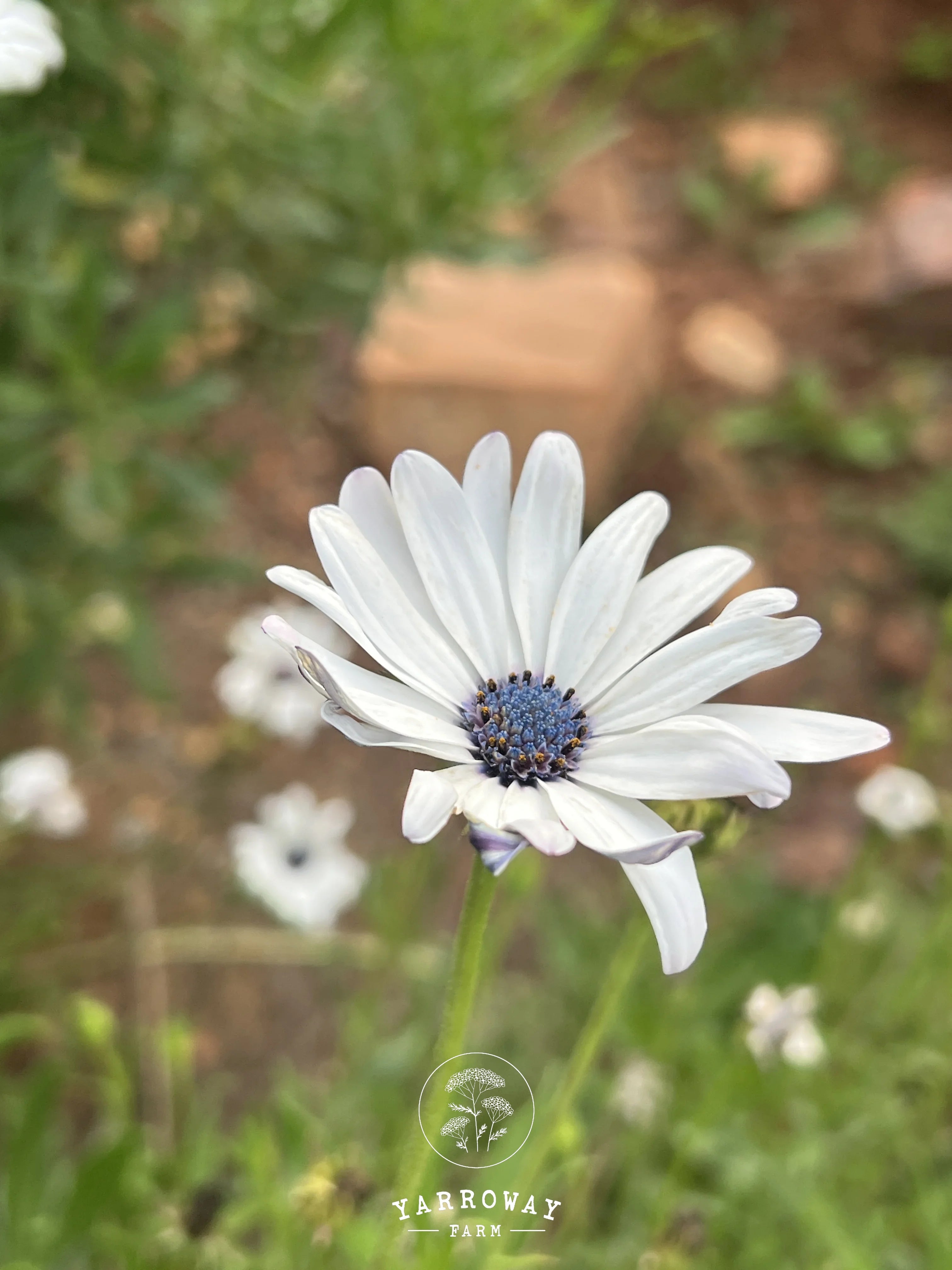 NEW ARRIVALS – Yarroway Farm