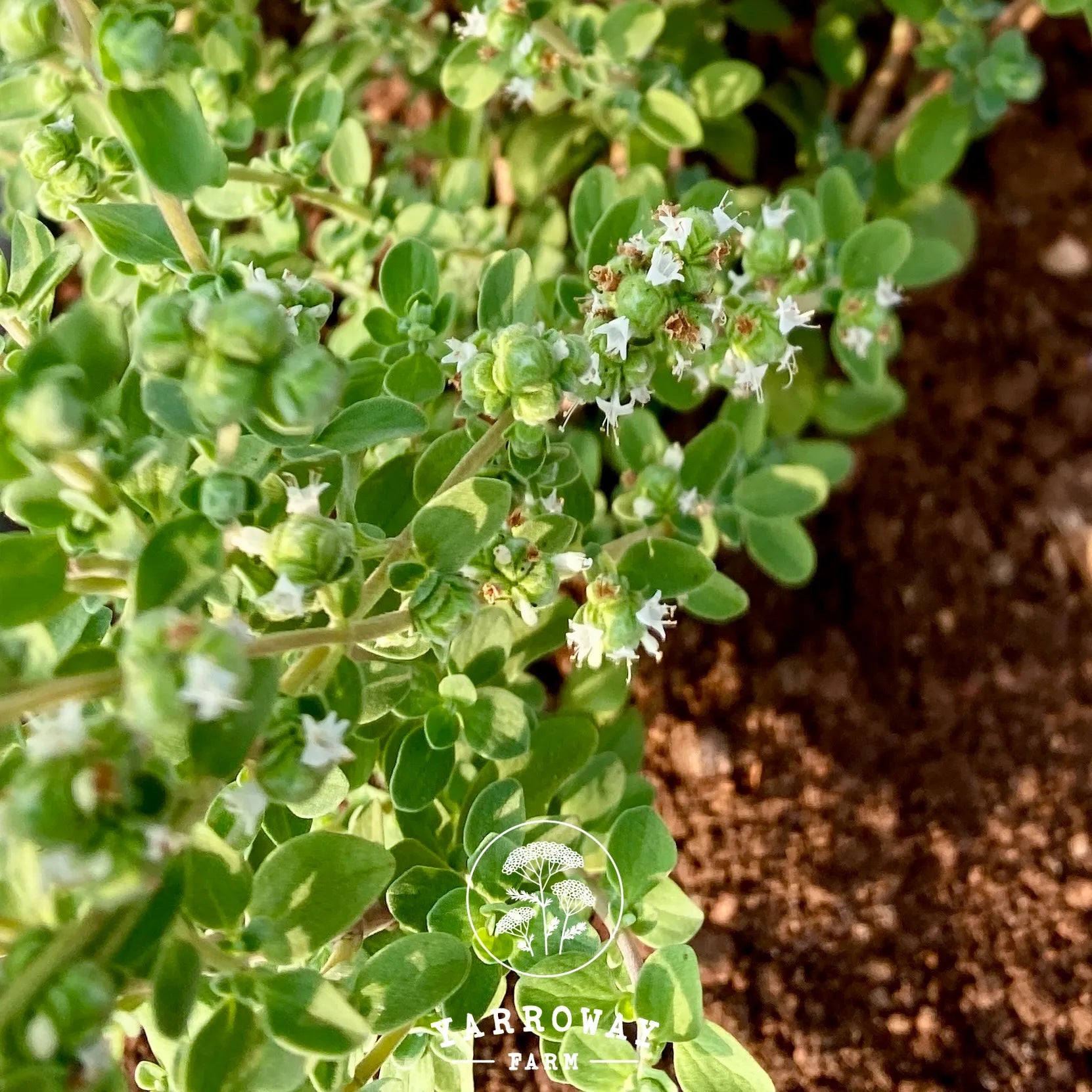 HERBS – Yarroway Farm