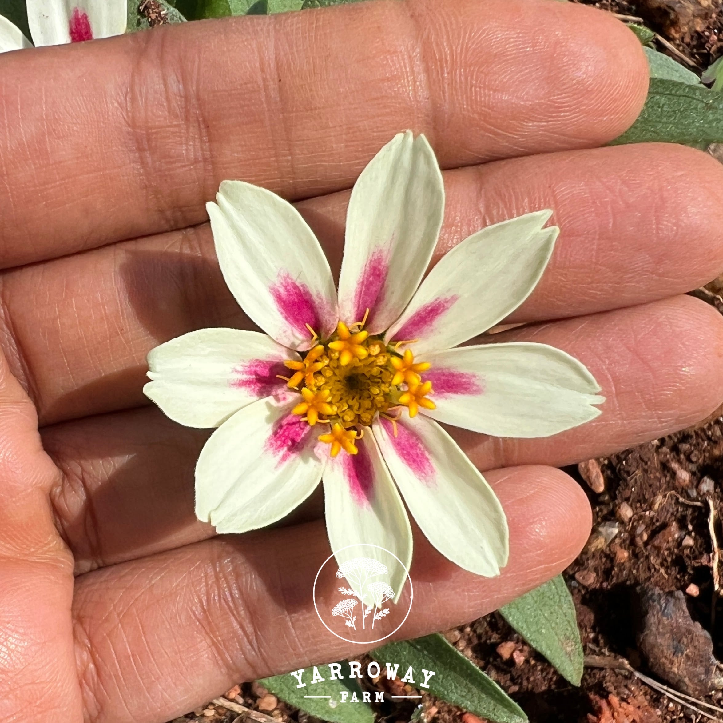 RARE & EXCLUSIVE – Yarroway Farm