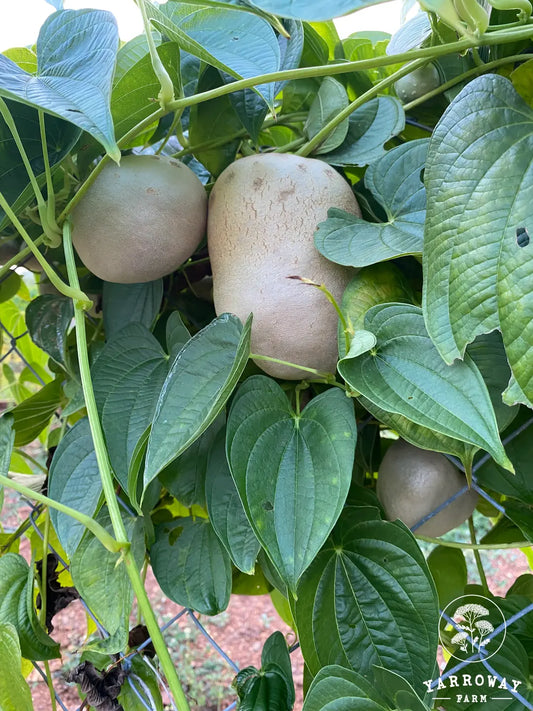 NEW ARRIVALS – Yarroway Farm