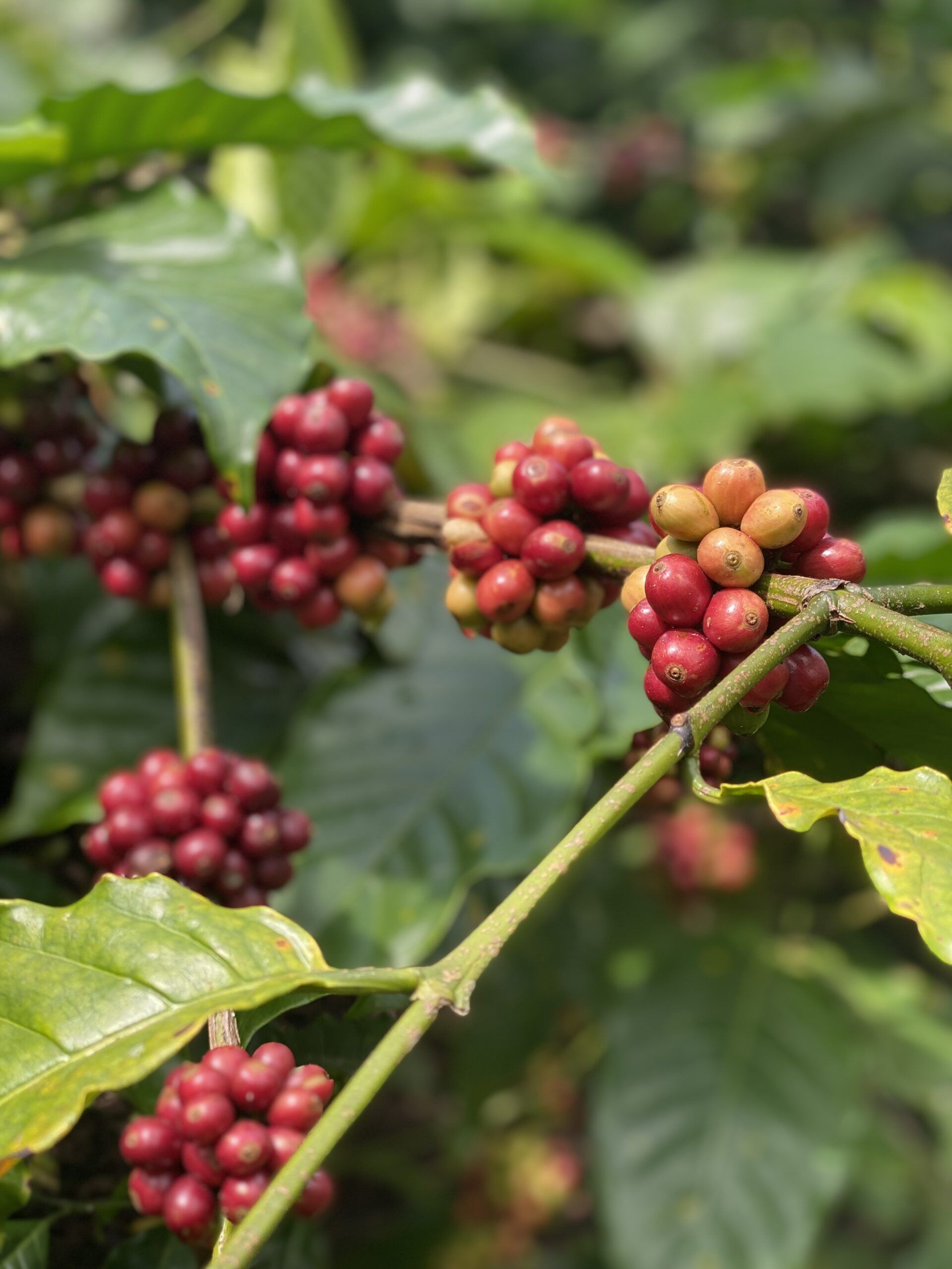 BIOME – Yarroway Farm