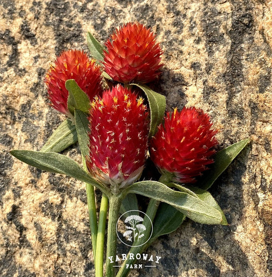 NEW ARRIVALS – Page 2 – Yarroway Farm