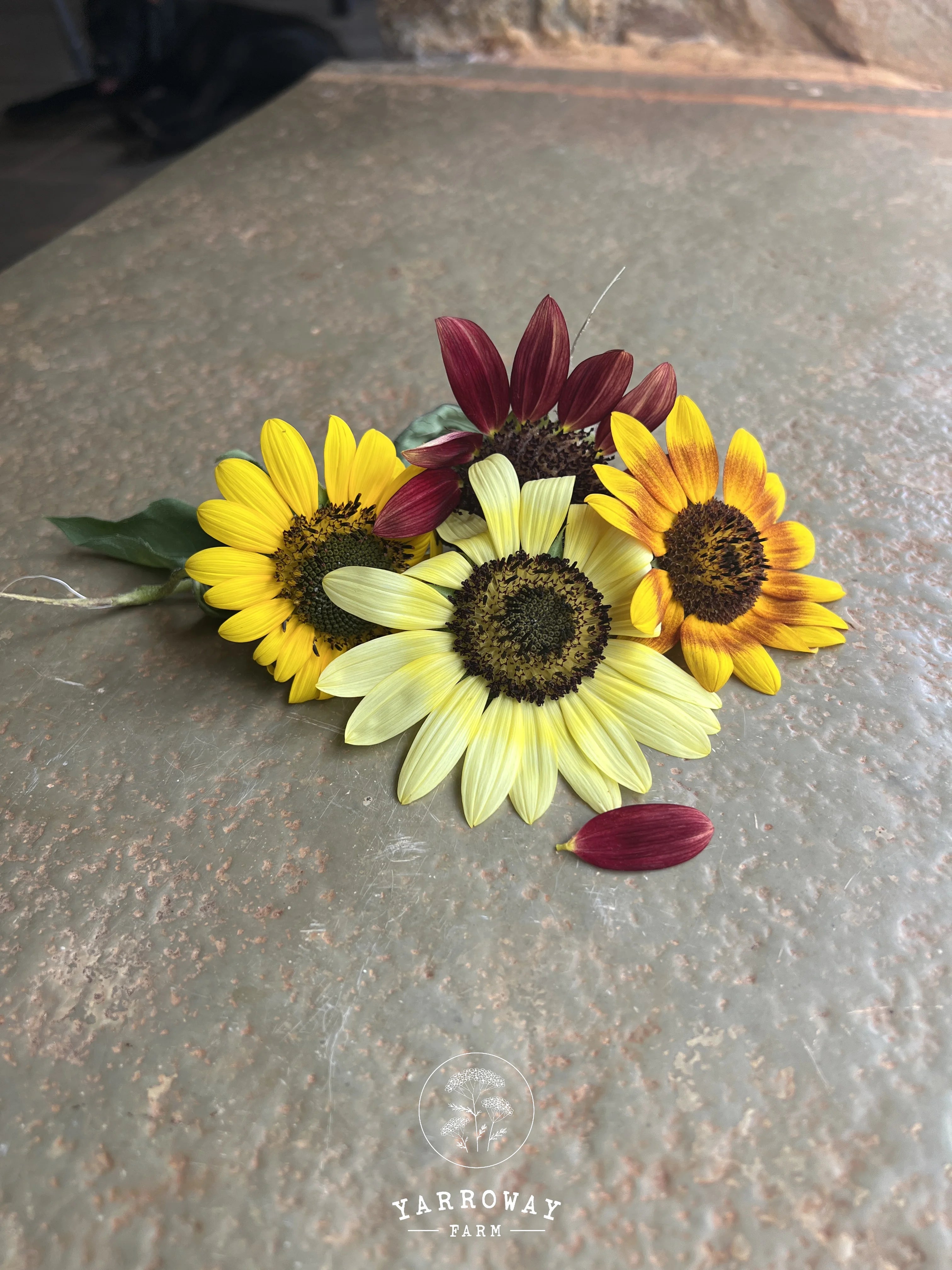 Sun Samba Sunflower – Yarroway Farm