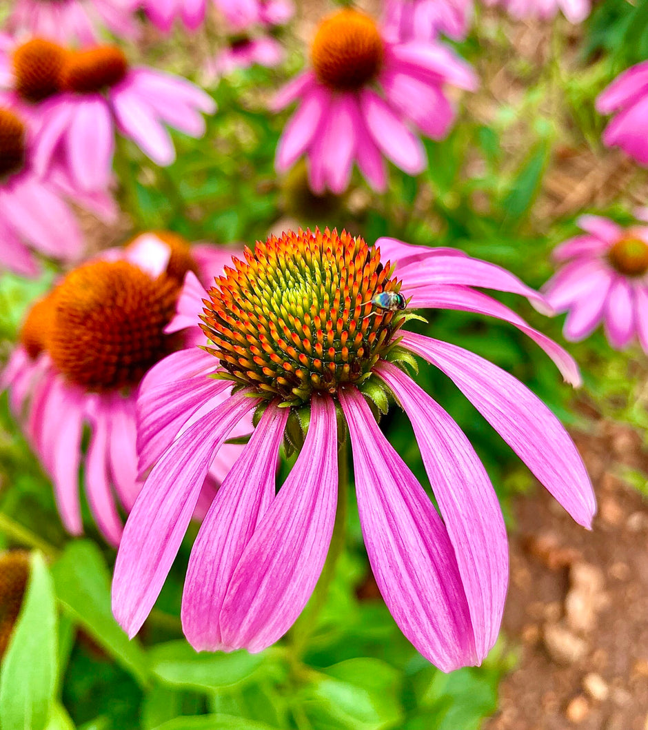 NEW ARRIVALS – Yarroway Farm